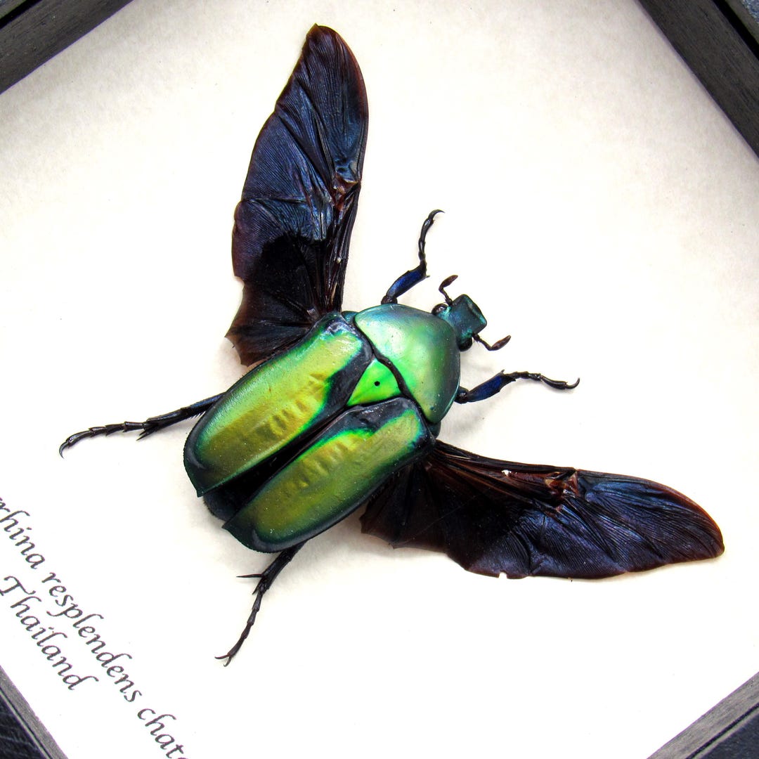 Green Metallic Scarab Beetle Framed Taxidermy - Rhomborrhina ...
