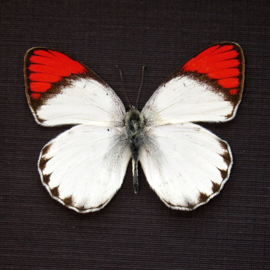 Real Red Tip Butterfly Framed Taxidermy Colotis Danae - Etsy