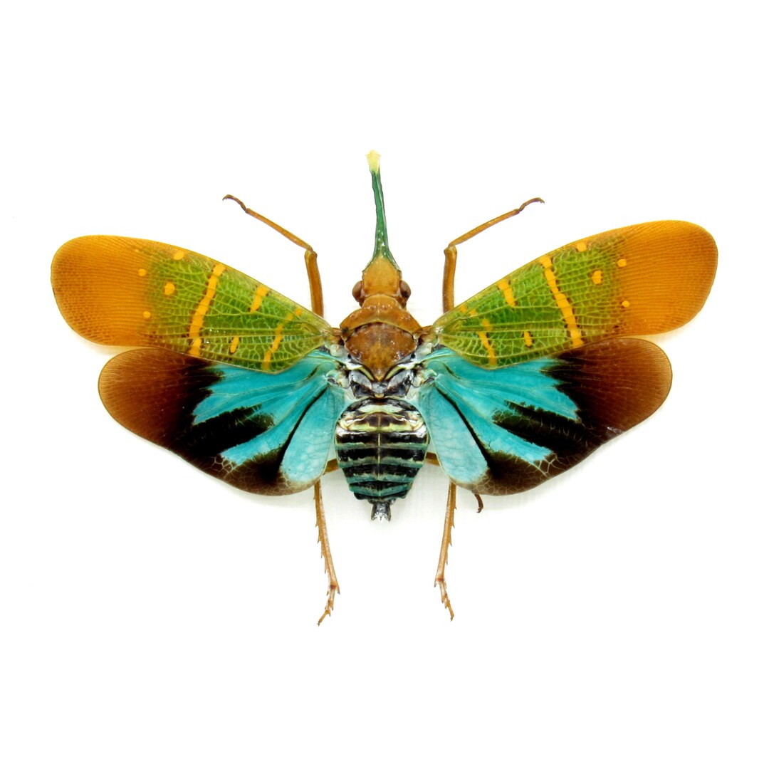 Real Neon Blue Lantern Bug Framed Taxidermy - Saiva Transversolineata ...