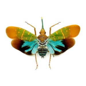 Real Neon Blue Lantern Bug Framed Taxidermy - Saiva Transversolineata ...