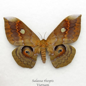 Rare Giant Saturn Moth Framed Taxidermy - Salassa Thespis - Large ...