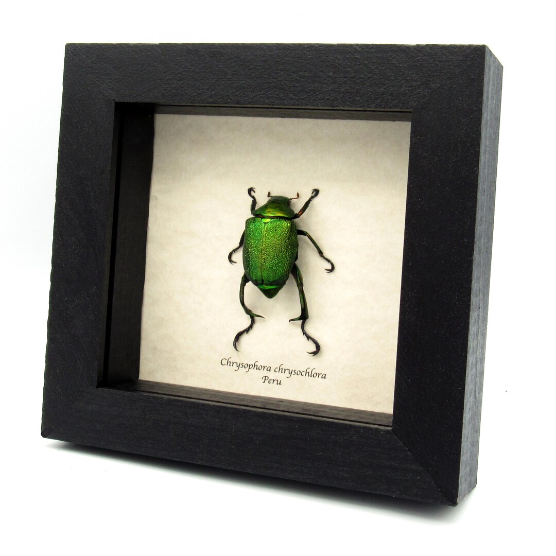 Real Metallic Green Scarab Beetle Framed Taxidermy - Chrysophora ...