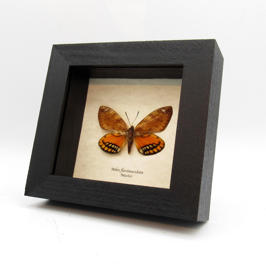 Rare Orange Castnia Moth Framed Taxidermy - Athis Flavimaculata - Minor ...