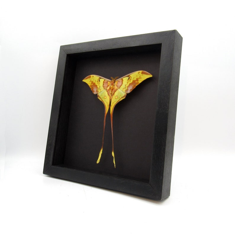 Giant Malaysian Moon Moth Framed Taxidermy Actias Maenas Etsy Giant Malaysian Moon Moth Framed Taxidermy Actias Maenas Etsy