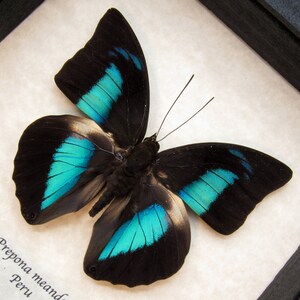 Real Blue Butterfly Framed Taxidermy - Prepona Meander - Etsy