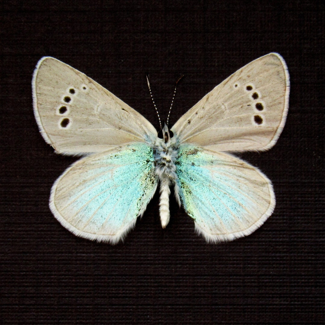 Real Green-underside Blue Butterfly Framed Taxidermy Glaucopsyche ...