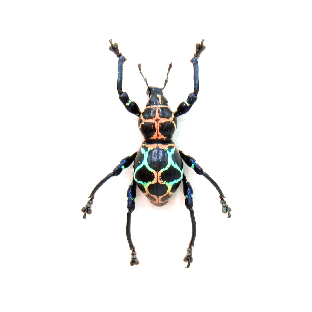 WEEVIL MANIA! Rare Rainbow Beetle Framed Taxidermy - Pachyrhynchus ...