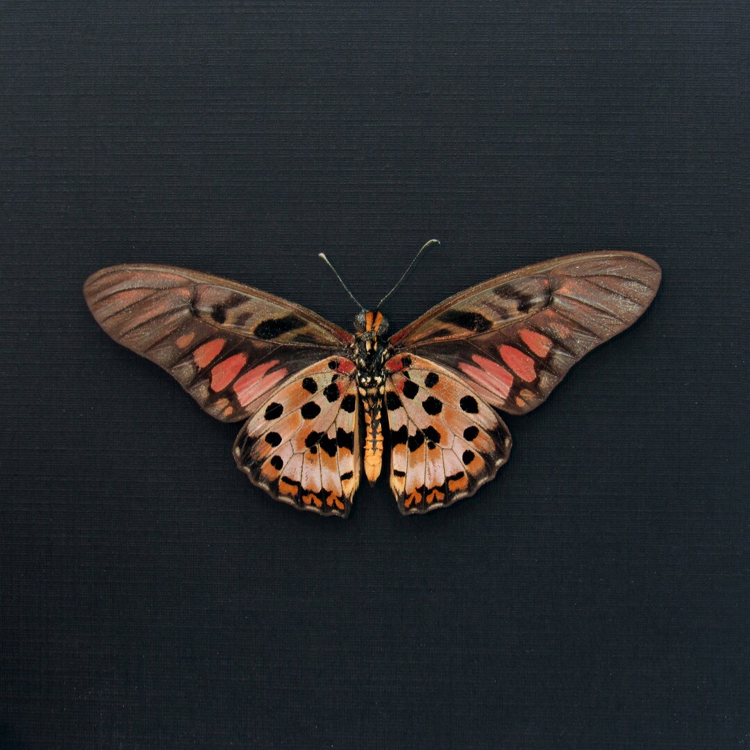 Real Pink Acraea Swordtail Butterfly Framed Taxidermy Graphium ...