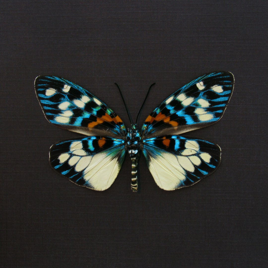 Real Metallic Day Flying Moth Framed Taxidermy Erasmia Pulchera ...