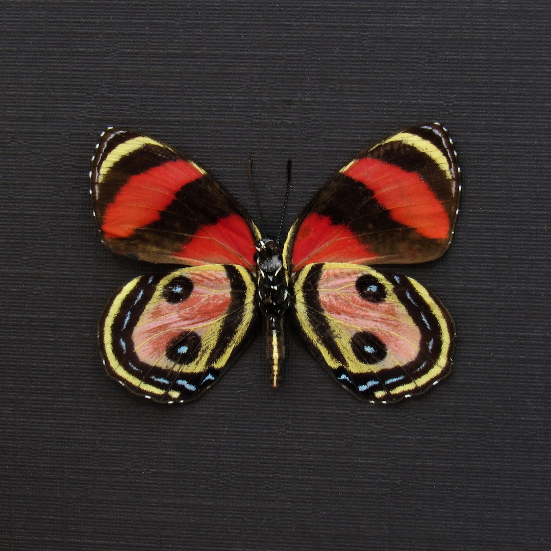 Rare Pink Two Eyed Eighty-eight Butterfly Framed Taxidermy - Callicore ...