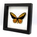 Rare Flame Bordered Charaxes Butterfly Framed Taxidermy Charaxes ...