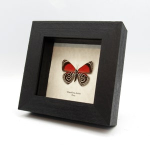 Real Eluina Eighty-eight Butterfly Framed Taxidermy Diaethria Eluina - Etsy