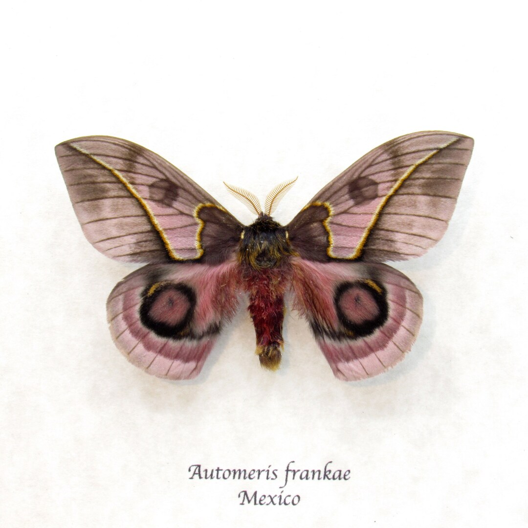 Rare Pink Saturn Moth Framed Taxidermy - Automeris Frankae - Etsy