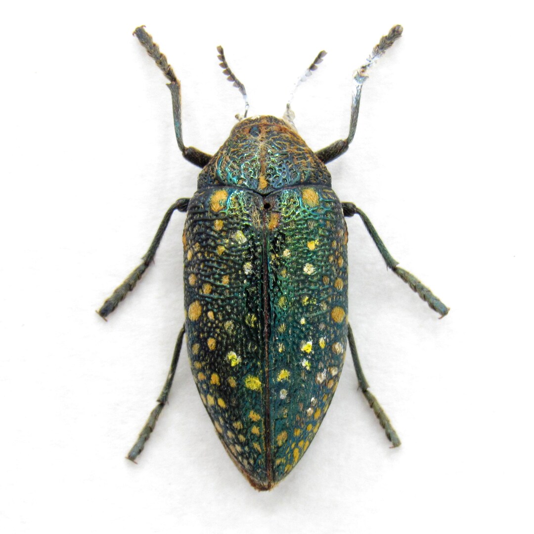 Real Metallic Green Jewel Beetle Framed Taxidermy - Julodis Egho - Etsy