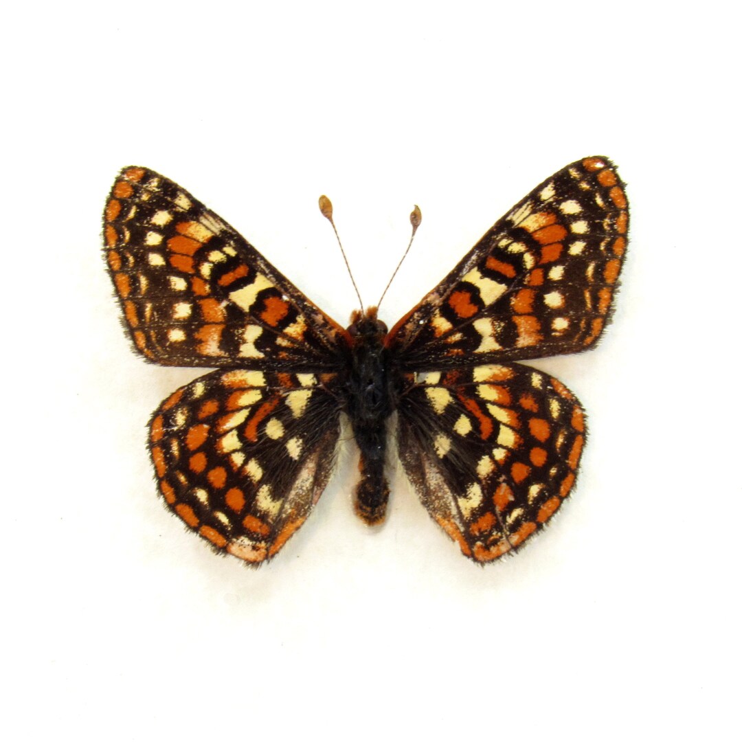 Real Edith's Checkerspot Butterfly Framed Taxidermy - Etsy