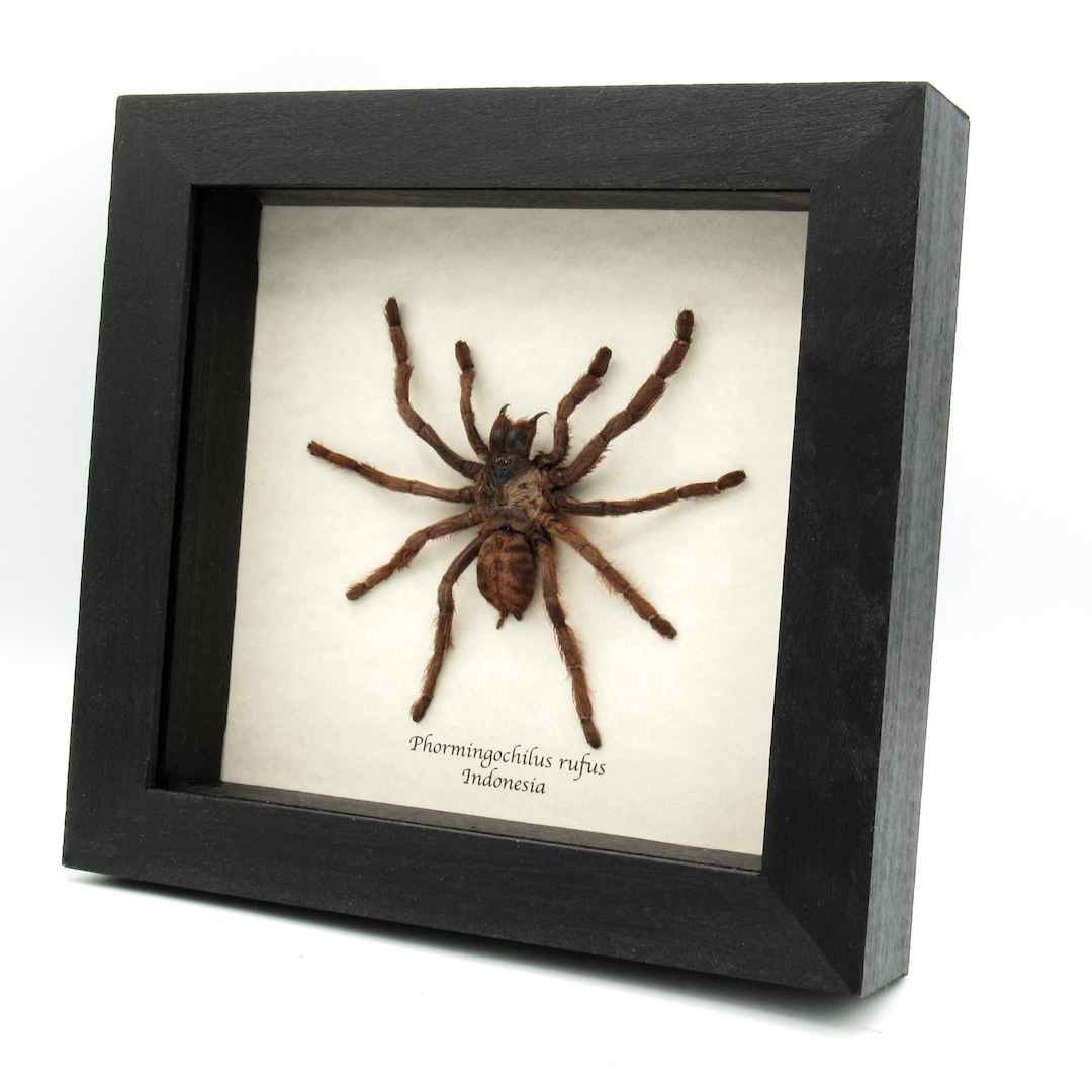 Rare Peach Earth Tiger Tarantula Spider Framed Taxidermy ...