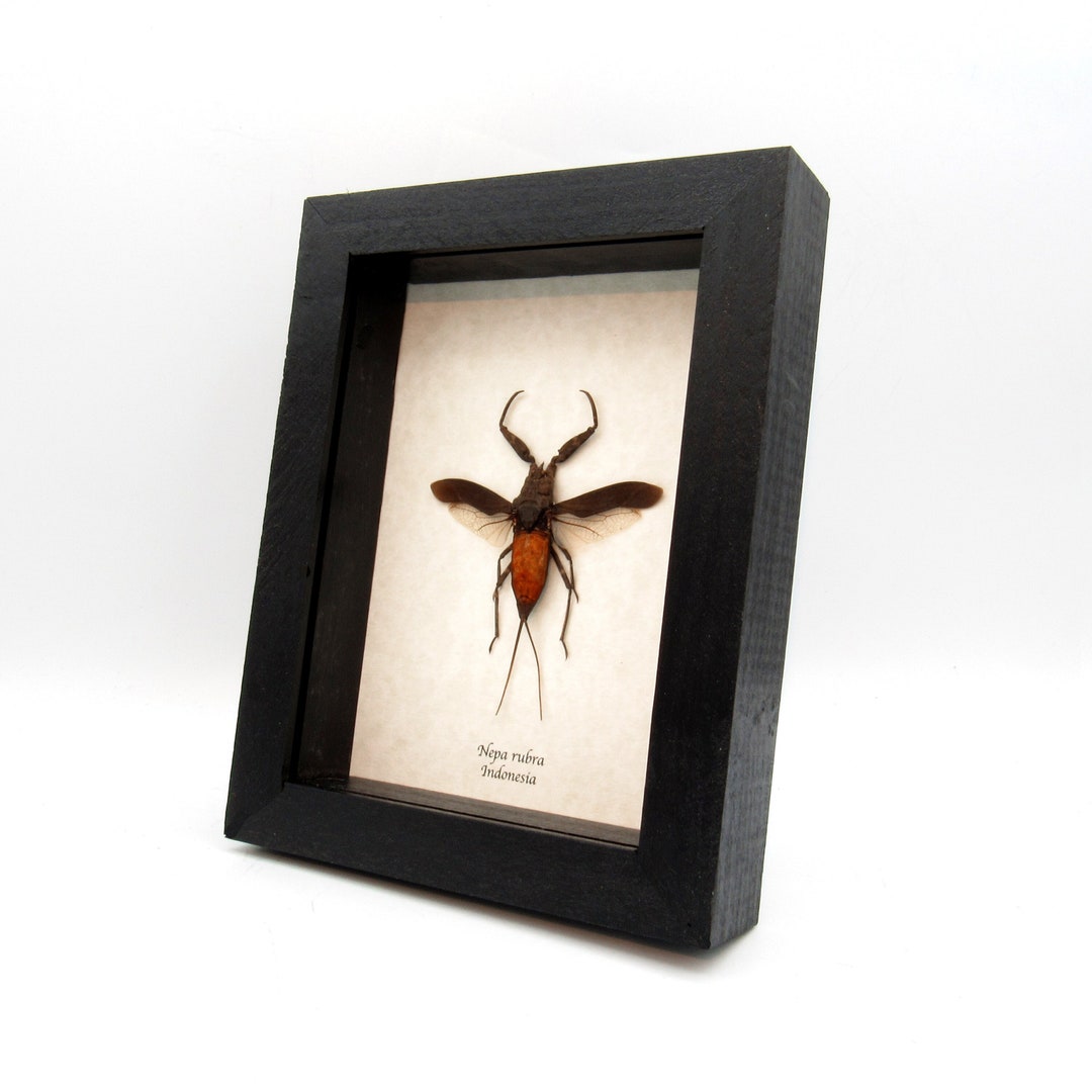 Real Giant Red Water Bug Framed Taxidermy - Nepa Rubra - Etsy