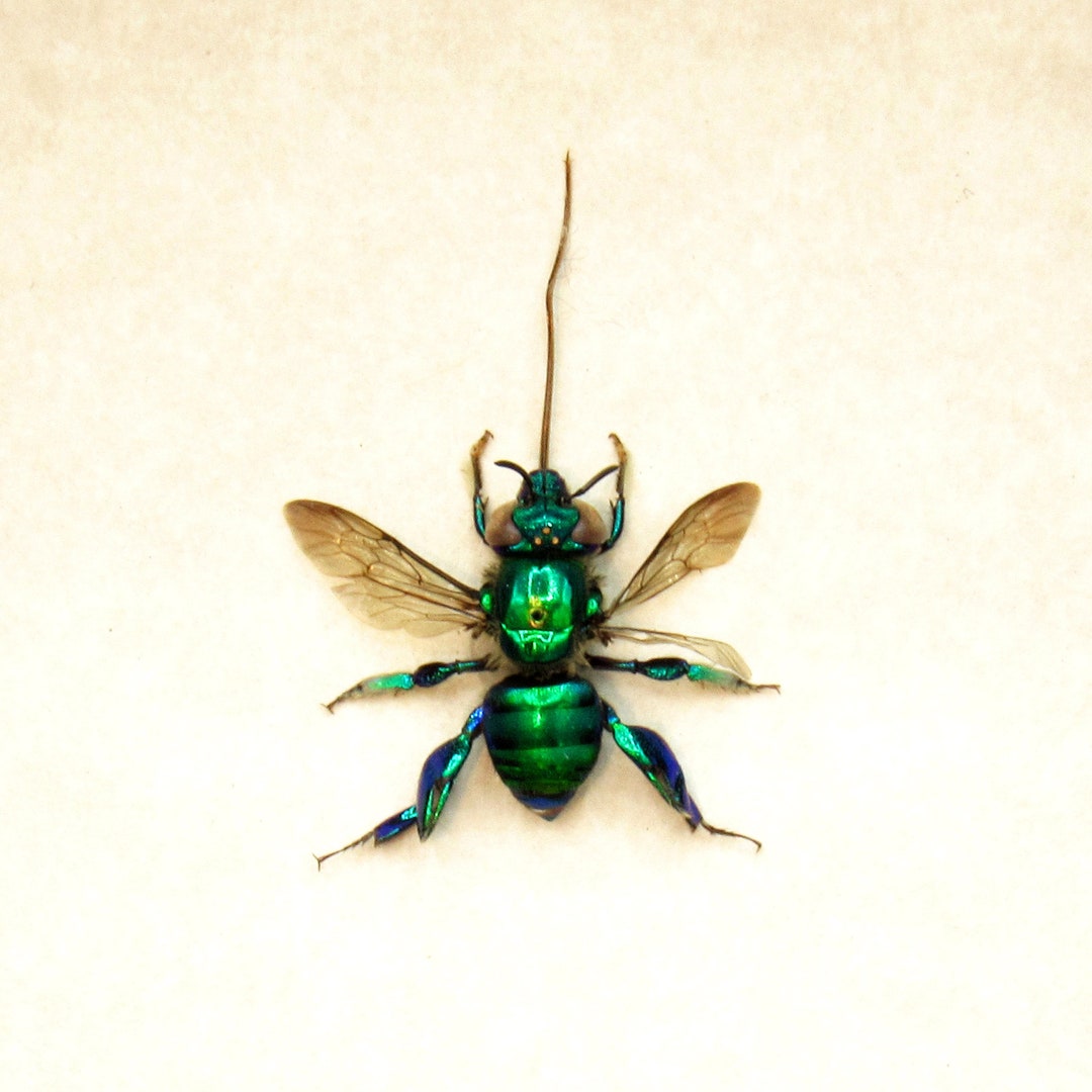 Large Green Orchid Bee Framed Taxidermy Euglossa Species Extended ...