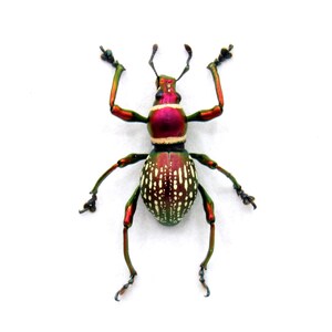 Real Metallic Red Weevil Beetle Framed Specimen - Pachyrhynchus Species ...
