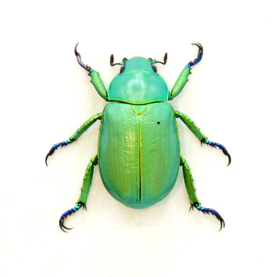 Large Jewel Scarab Beetle Framed Taxidermy Chrysina Woodi - Etsy
