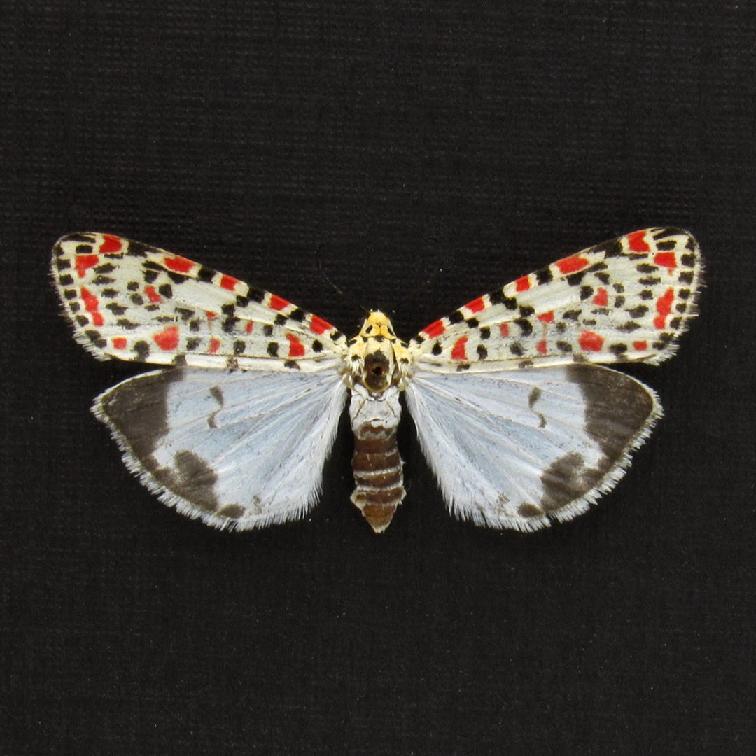 Real Crimson-speckled Flunkey Moth Framed Taxidermy - Utetheisa ...