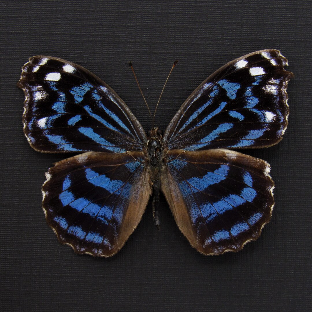 Real Blue Wing Butterfly Framed Taxidermy - Myscelia Ethusa - Etsy