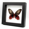 Real Eluina Eighty-eight Butterfly Framed Taxidermy Diaethria Eluina - Etsy
