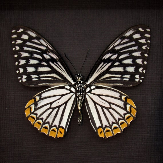 Real Common Mime Swallowtail Butterfly Framed Taxidermy - Etsy