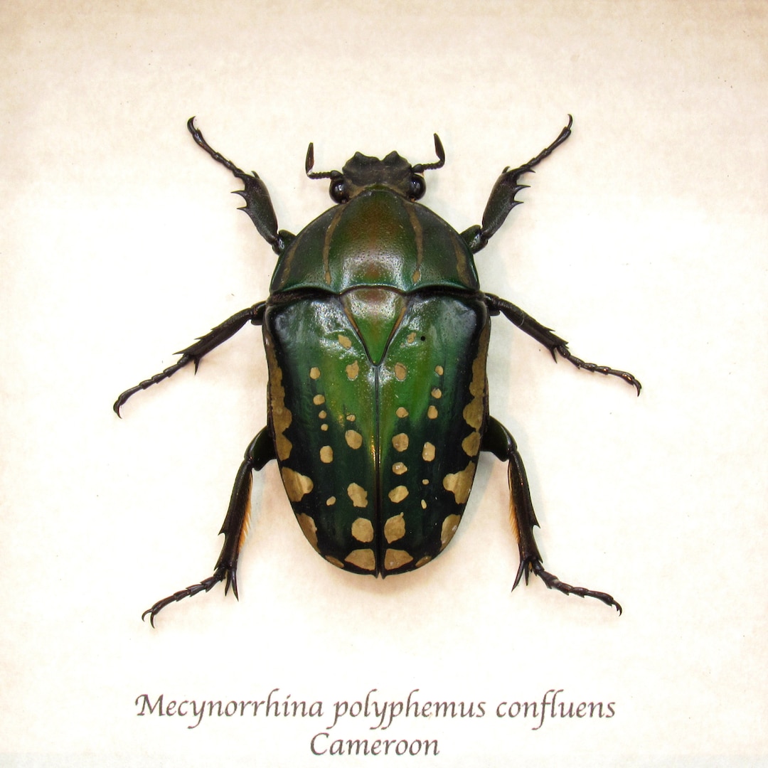 Large Scarab Beetle Framed Taxidermy Mecynorrhina Polyphemus Confluens ...