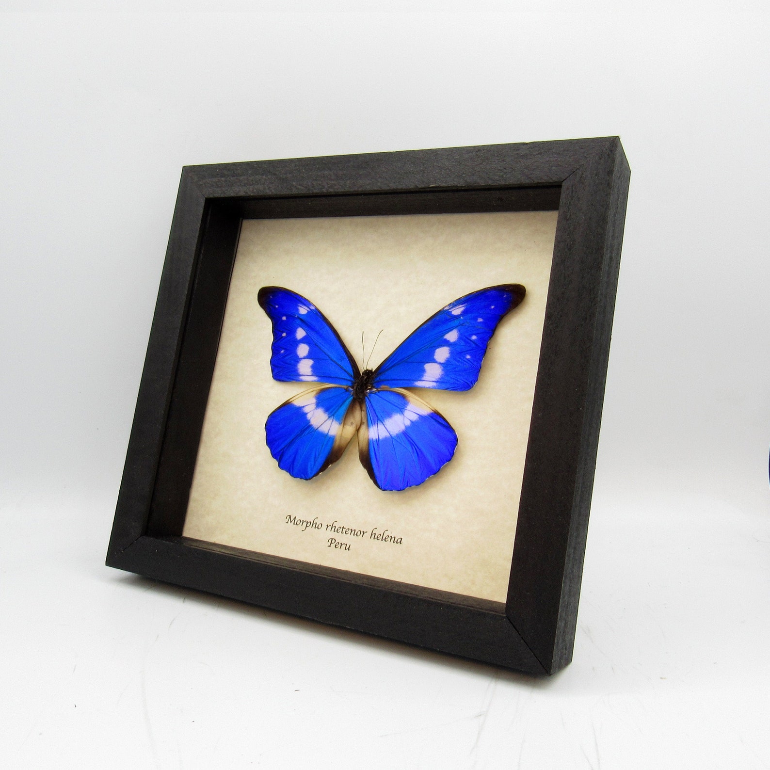 Real XL metallic blue butterfly framed Morpho rhetenor | Etsy