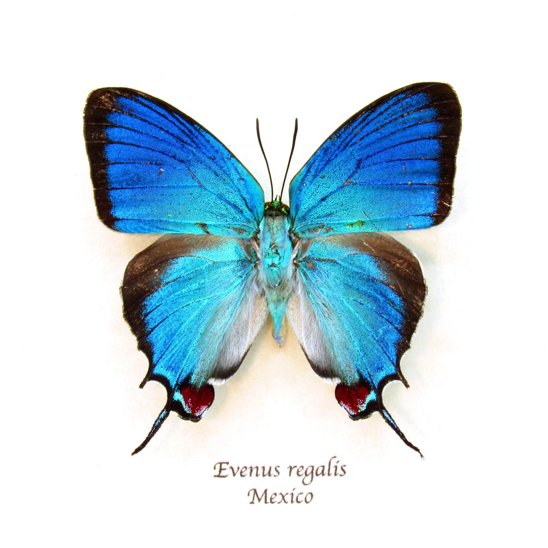 Rare Metallic Blue Butterfly Framed Taxidermy - Evenus Regalis - Etsy