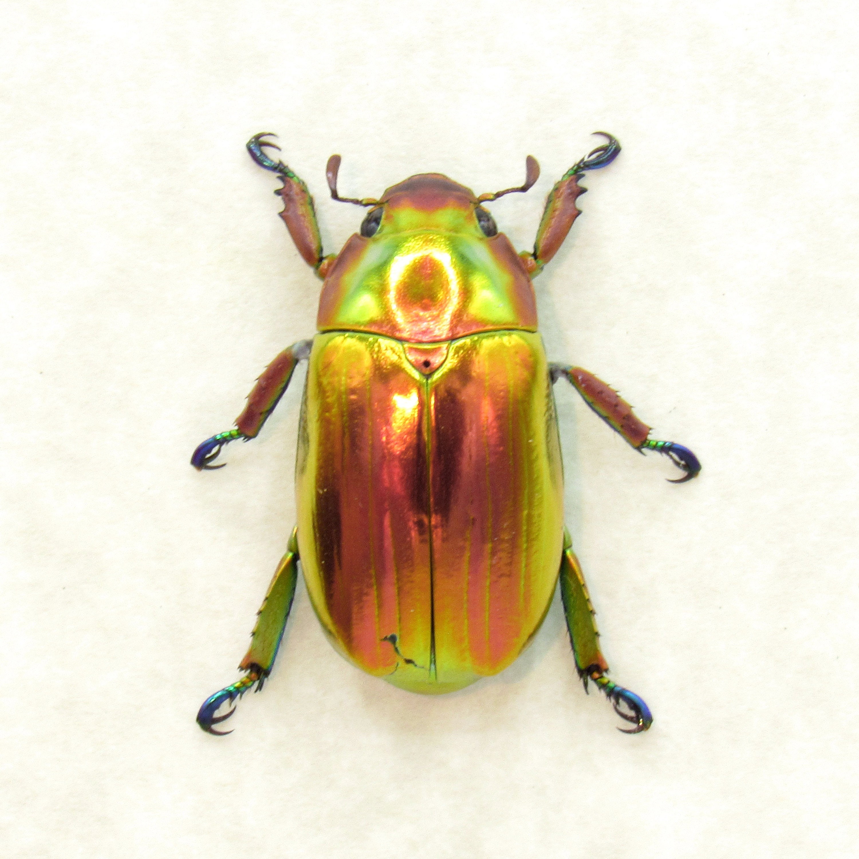 Very Rare Real Jewel Beetle Framed Taxidermy - Chrysina Chrysargyrea ...