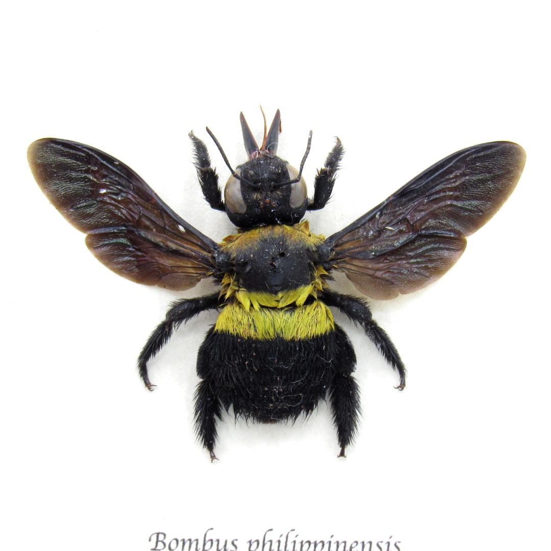 Large Real Philippine Bumblebee Framed Specimen - Bombus Philippinensis ...