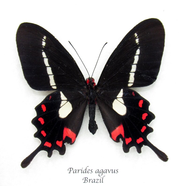 Rare Red Cattleheart Butterfly Framed Specimen - Parides Agavus - Large ...