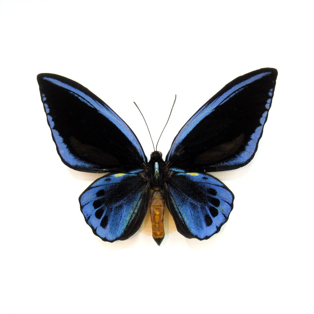 Rare GIANT Blue Birdwing Butterfly Framed Taxidermy - Etsy