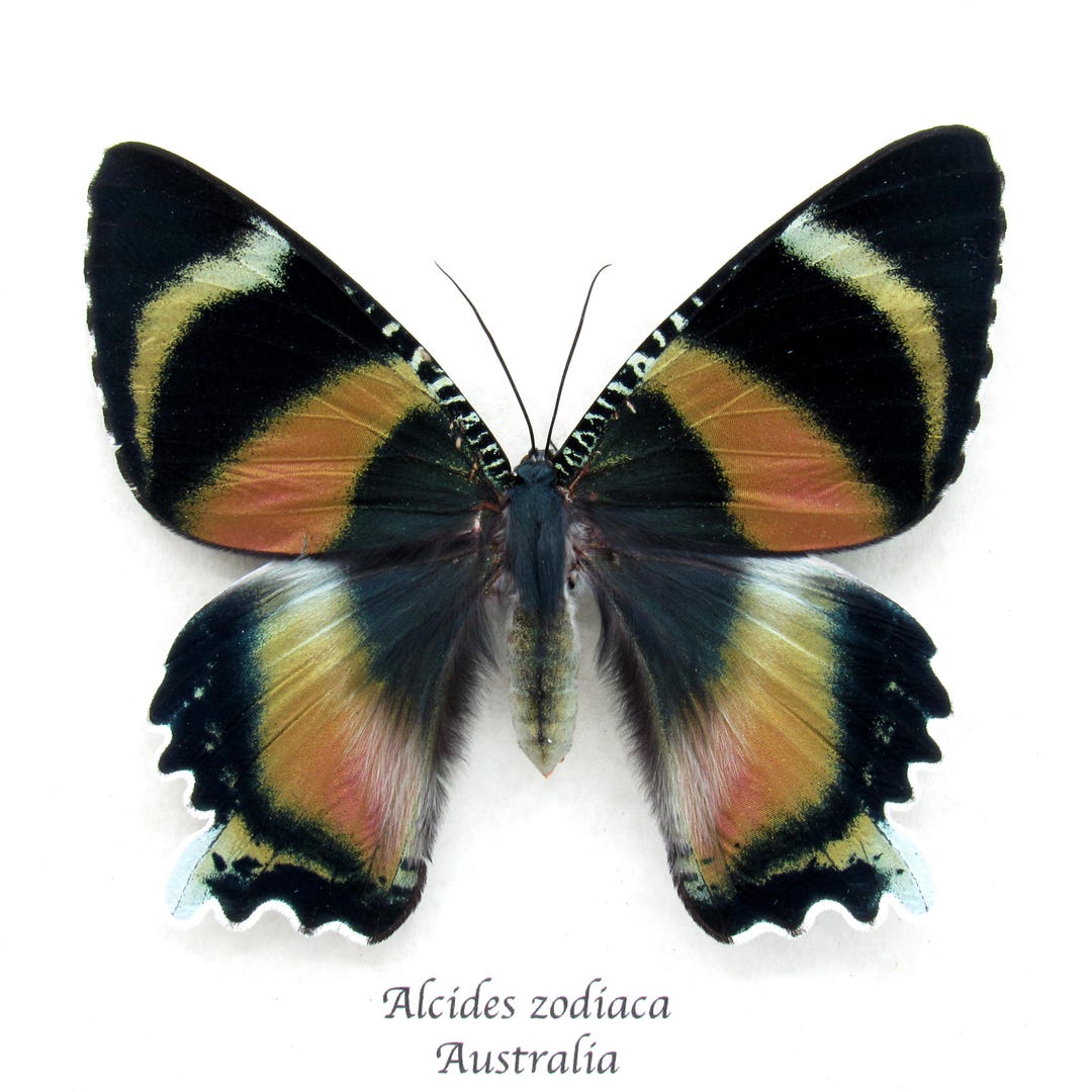 Rare Framed Zodiac Moth Taxidermy - Alcides Zodiaca - Pink Form Female ...