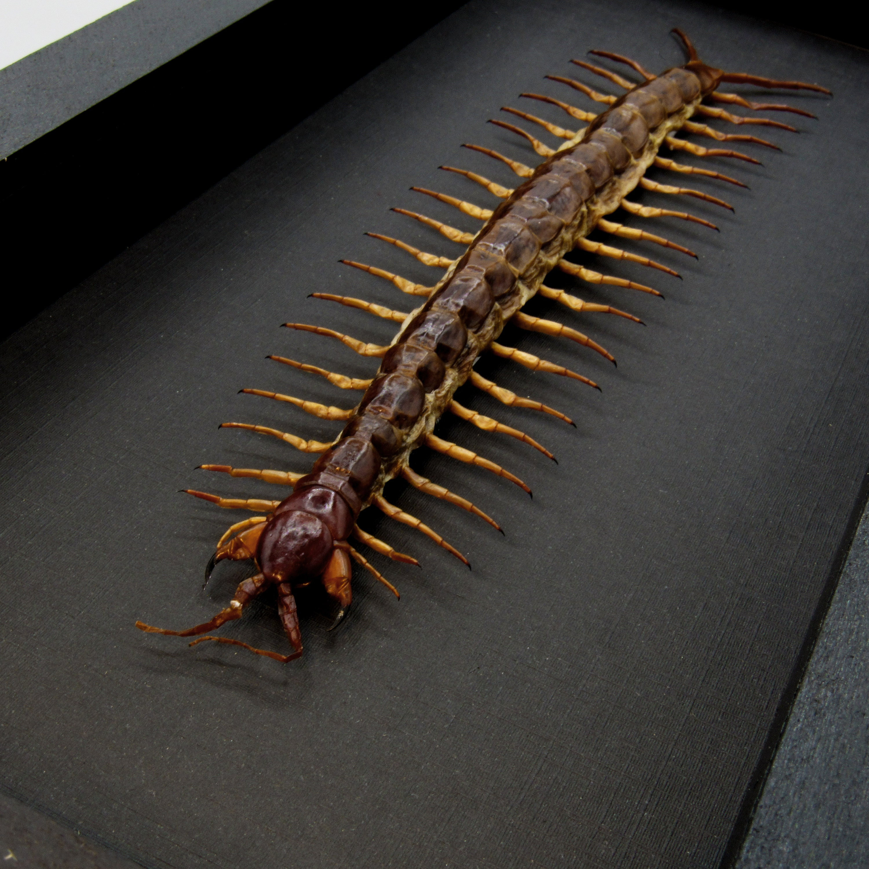 Prehistoric Giant Centipede