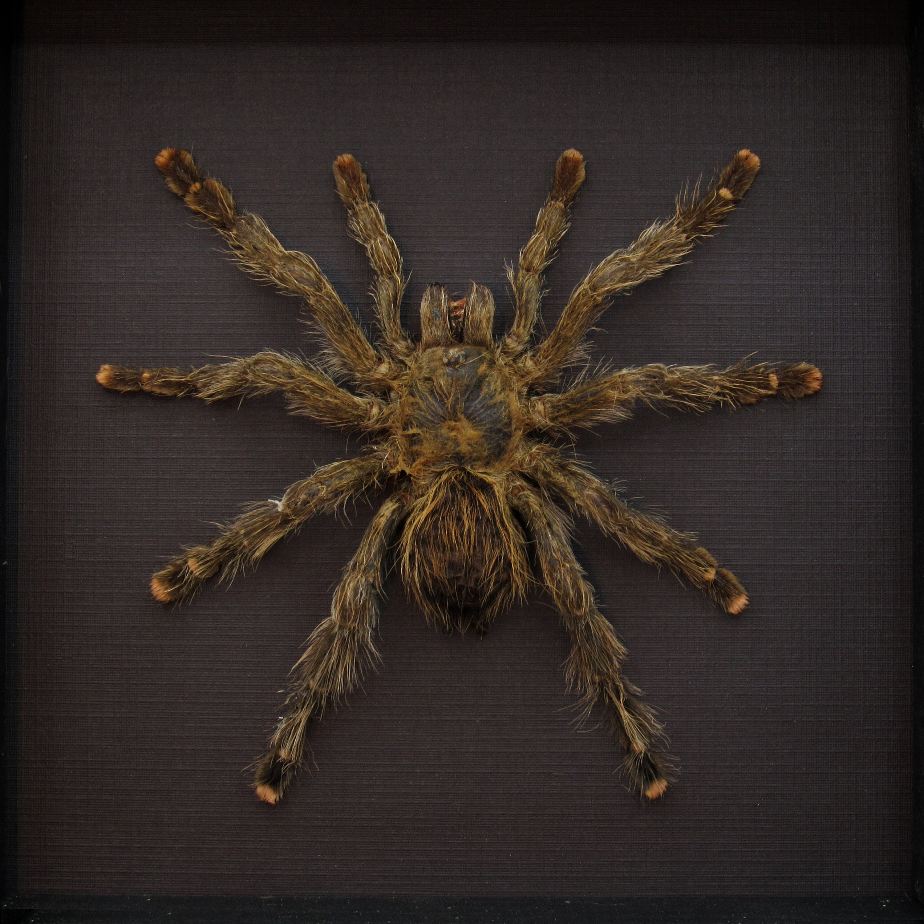 Mexican Pink Toe Tarantula