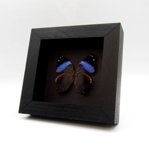 Real Blue Butterfly Framed Taxidermy - Prothoe Franck - Etsy