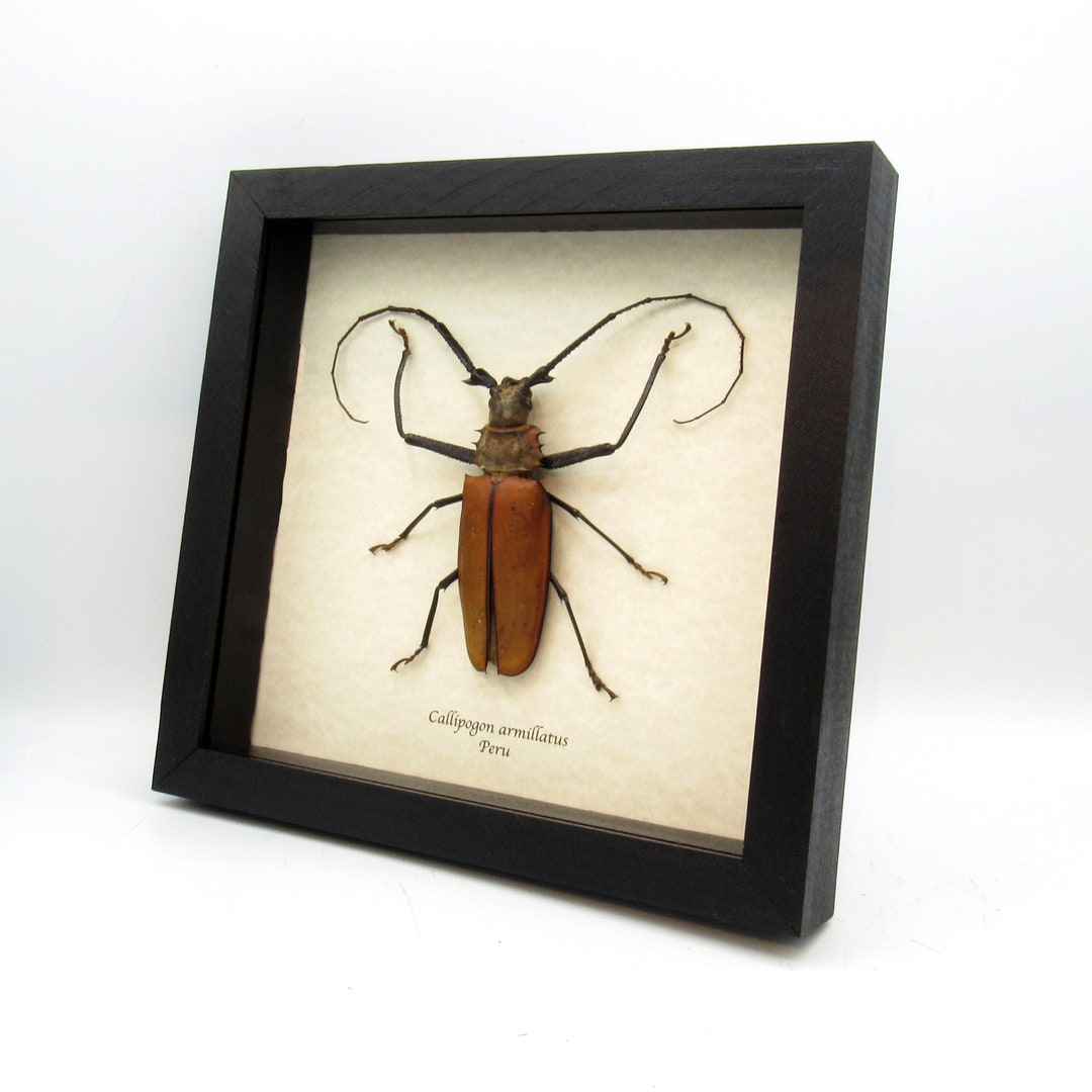 Real Giant Longhorn Beetle Framed Taxidermy - Callipogon Armillatus - Etsy