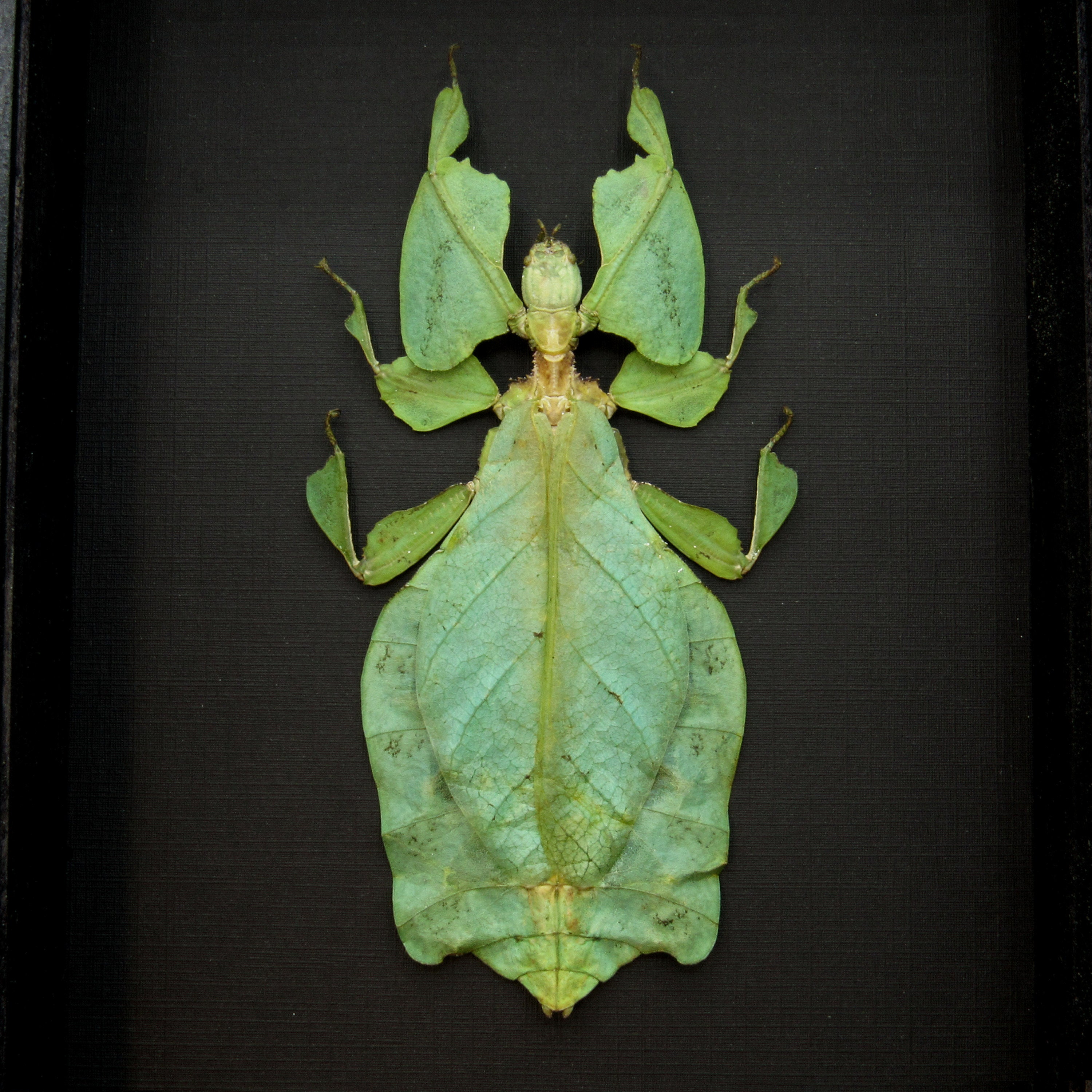 Worlds largest Walking Leaf insect framed Phyllium giganteum | Etsy