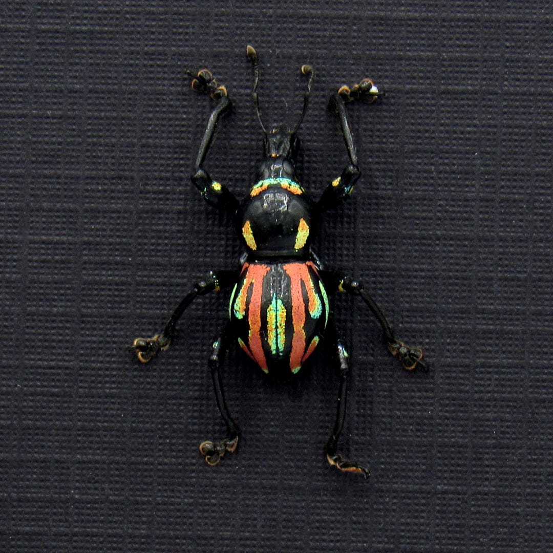 Rare Weevil Beetle Framed Specimen - Metapocyrtus Species - Etsy