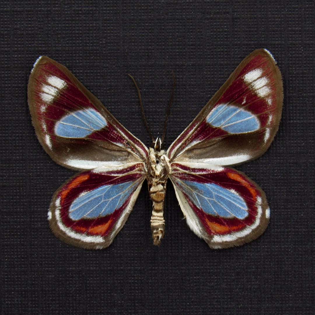 Rare Maroon Geometer Moth Framed Taxidermy - Erateina Species - Etsy