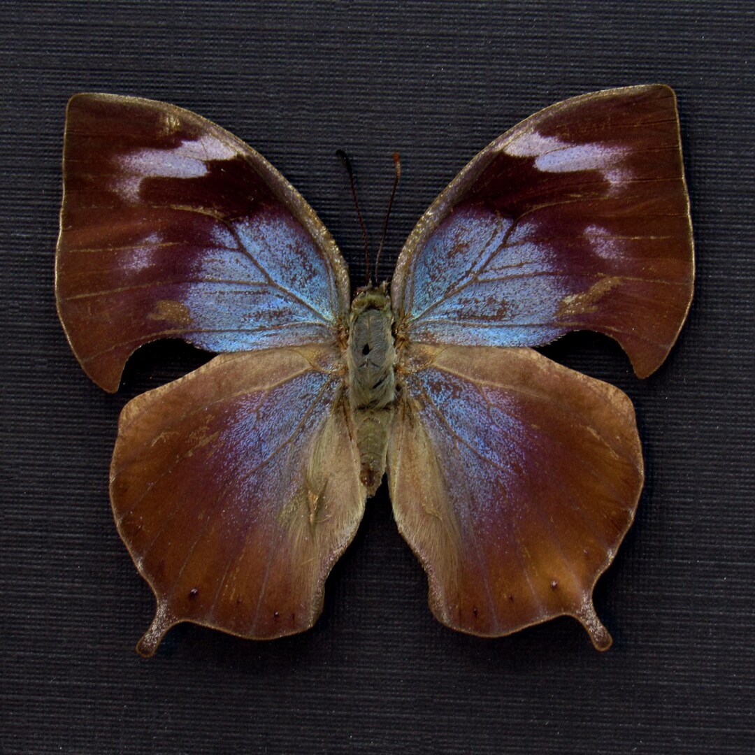 Rare Blue Leafwing Butterfly Framed - Memphis Forreri - Female - Etsy