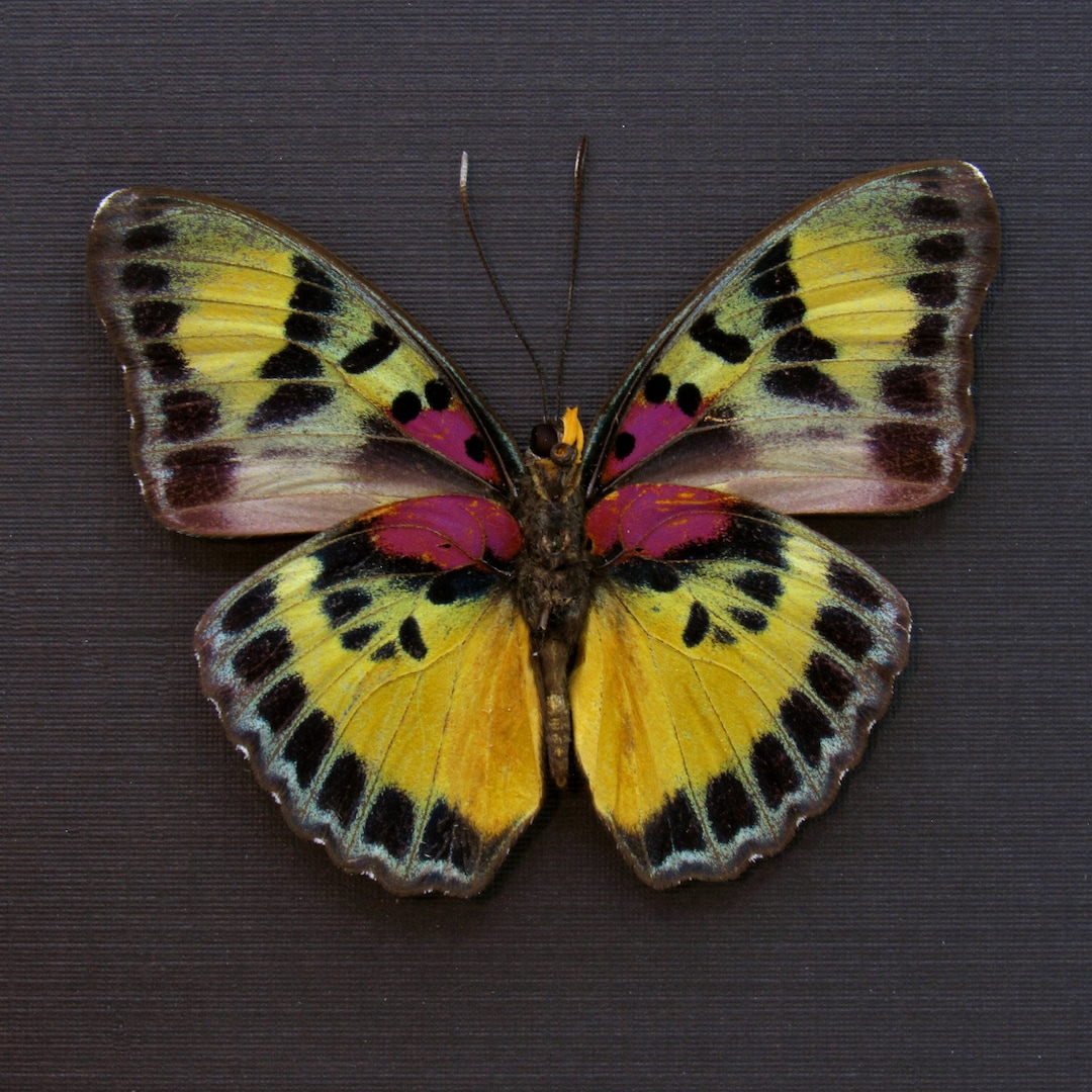 Rare Magenta Forester Butterfly Framed Taxidermy Euphaedra Janetta - Etsy