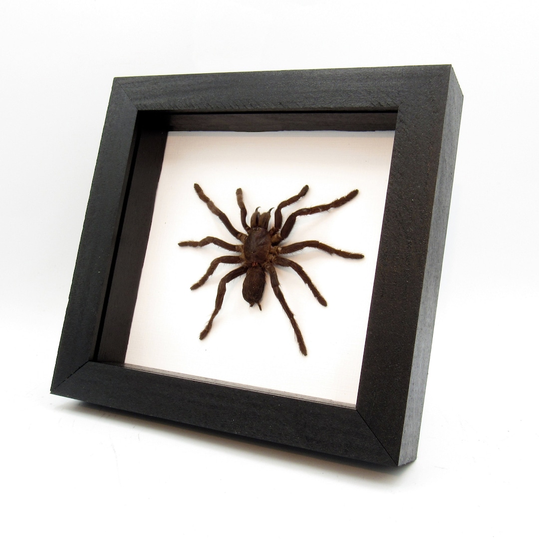 Real Java Yellow Kneed Tarantula Spider Framed Taxidermy - Selenocosmia ...