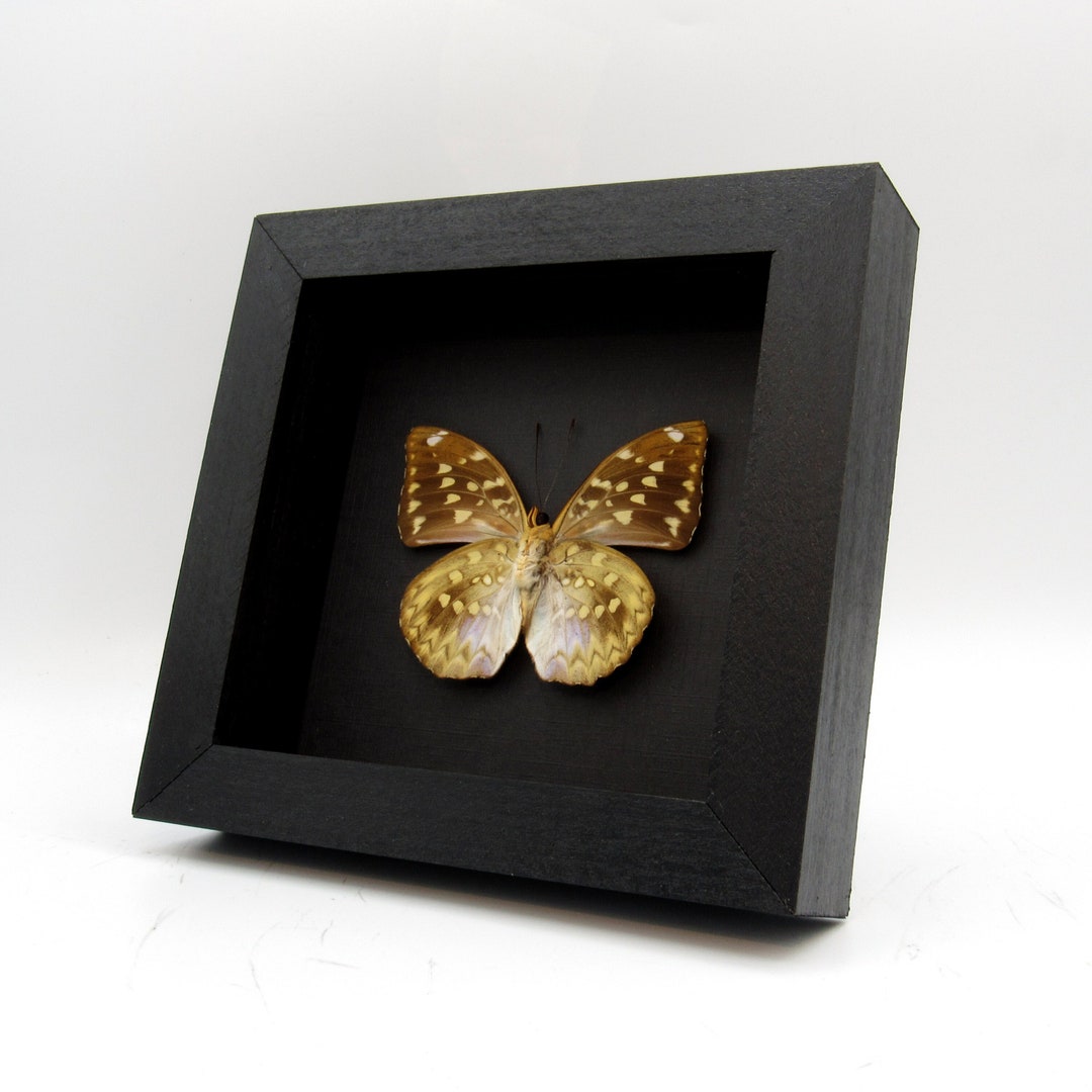 Real Dark Archduke Butterfly Framed - Lexias Dirtea Merguia - Female - Etsy