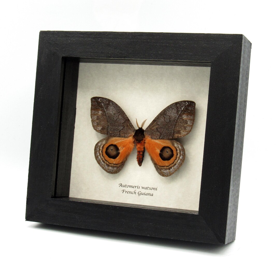 Real Orange Saturn Moth Framed Taxidermy - Automeris Watsoni - Etsy