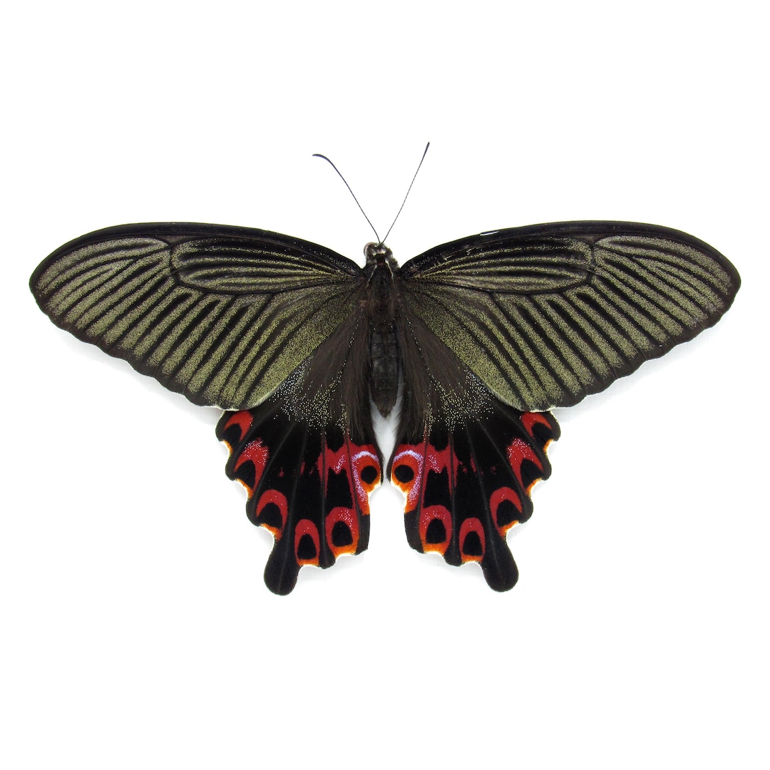 Real Black Spangle Swallowtail Butterfly Framed Taxidermy - Papilio ...