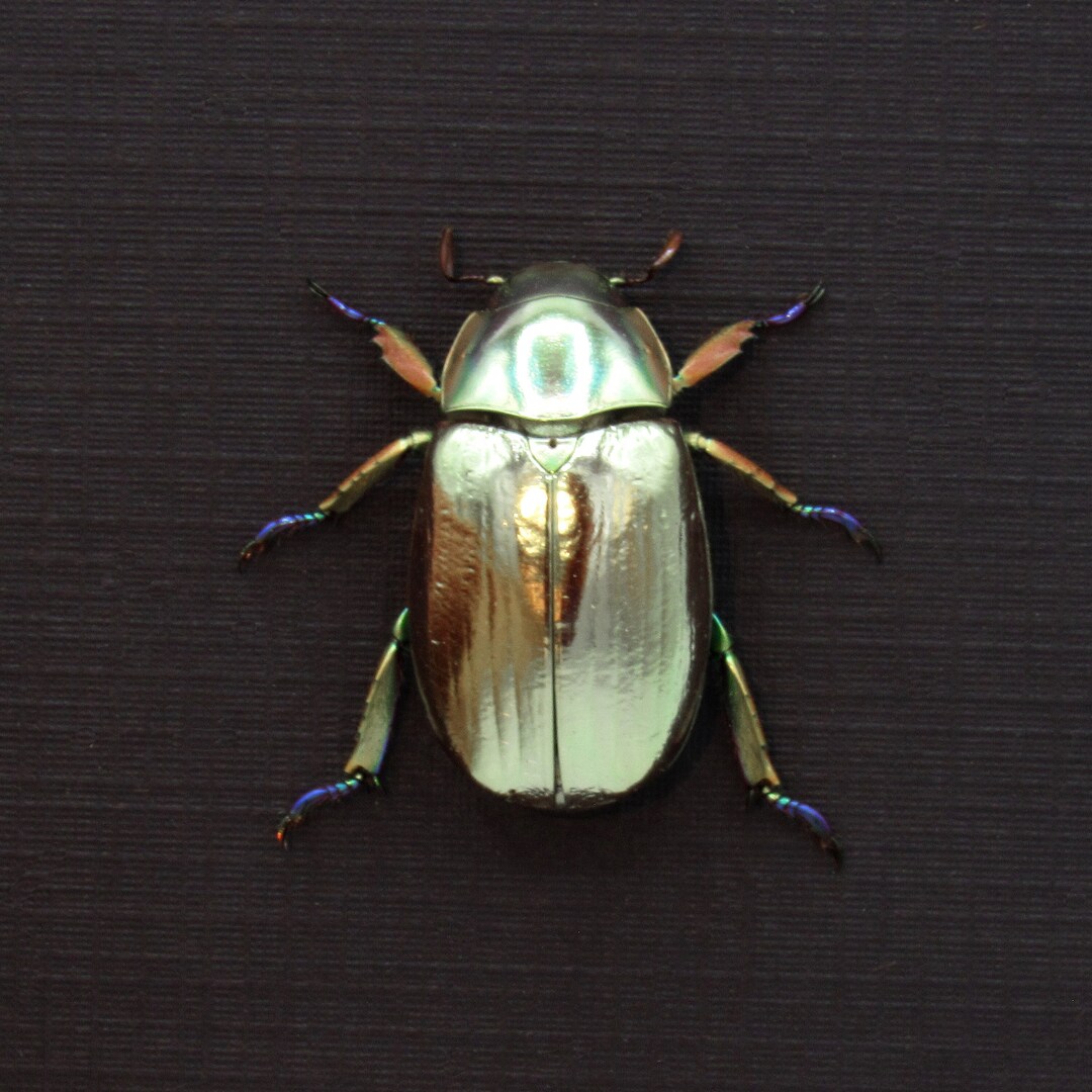 Rare Silver Jewel Beetle Framed Taxidermy Chrysina - Etsy Australia